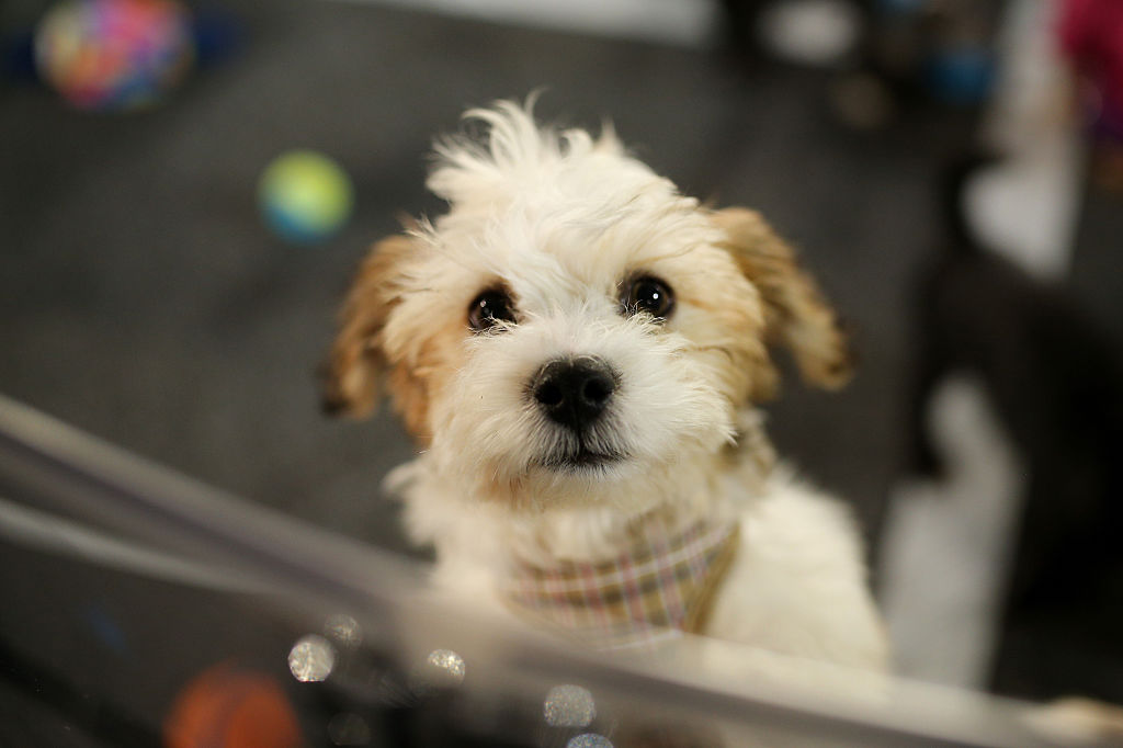 The 20 Cutest Puppy Names For 2016 the-20-cutest-puppy-names-for-2016