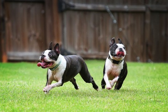 20 Things You Didn't Know about the Boston Terrier