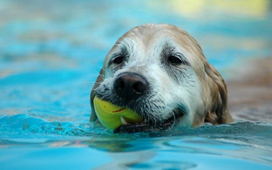 A Delightful Gallery of Dogs Playing in the Water