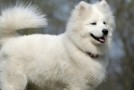 Dog Breed of the Day: The Samoyed Dog