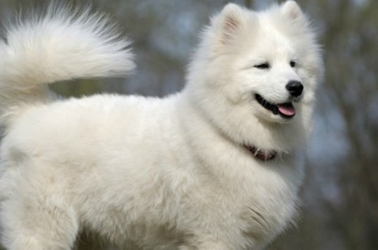 Dog Breed of the Day: The Samoyed Dog