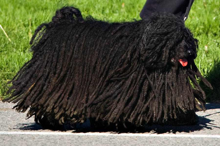 The 20 Most Bizarre Dog Breeds In The World
