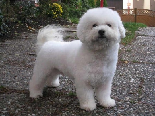 20 Cool Facts About the Bichon Frise Breed