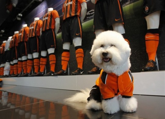 A Gallery of Dogs who are Sports Fans
