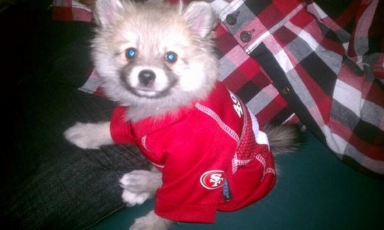 A Gallery of Dogs who are Sports Fans
