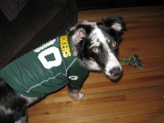 A Gallery of Dogs who are Sports Fans