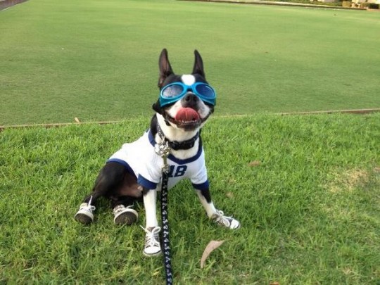 A Gallery of Dogs who are Sports Fans