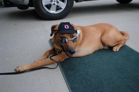 A Gallery of Dogs who are Sports Fans