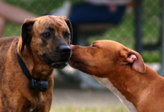 An Adorable Gallery of Kissing Dogs