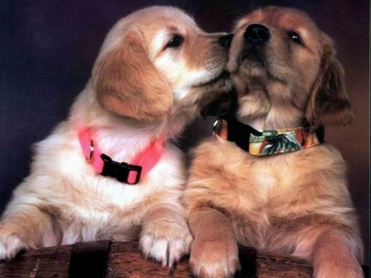 An Adorable Gallery of Kissing Dogs