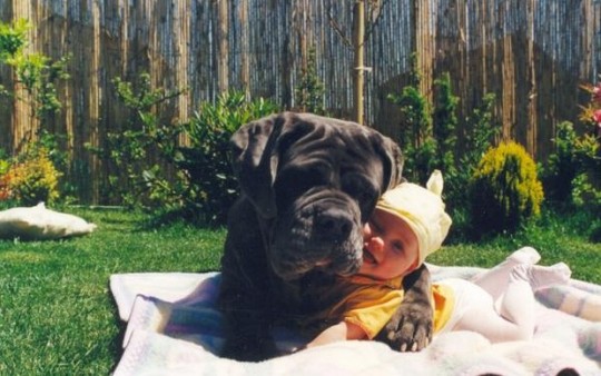 A Cute Gallery of Hugging Dogs