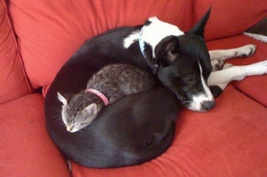 A Cute Gallery of Hugging Dogs