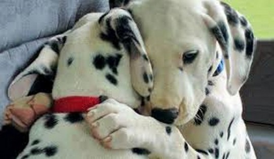 A Cute Gallery of Hugging Dogs