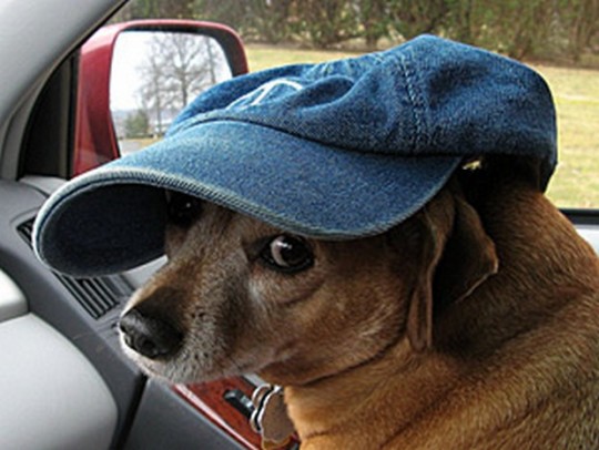 20 Adorable Pictures of Dogs Wearing Hats