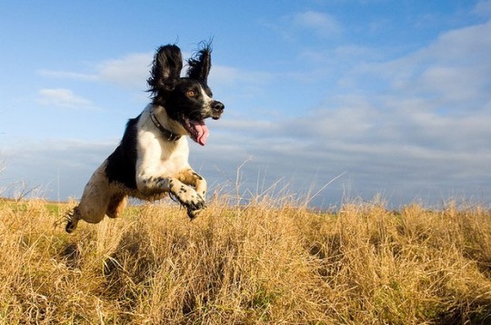 A Funny Gallery of "Flying" Dogs