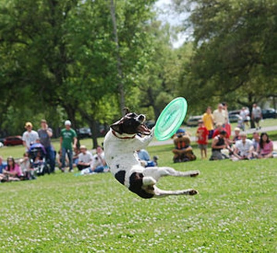 Pictures of Dogs Playing Frisbee