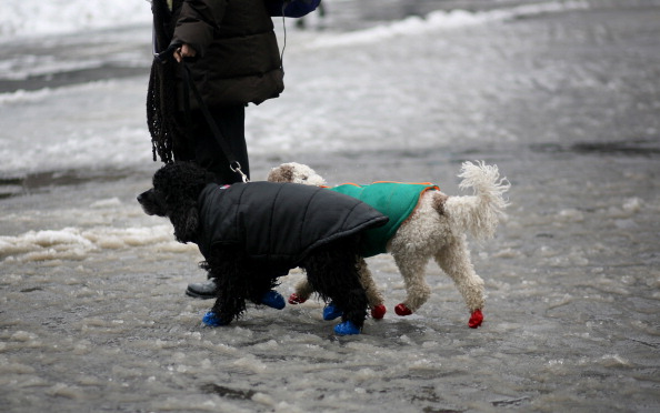 The 15 Most Popular Dog Breeds in New York City