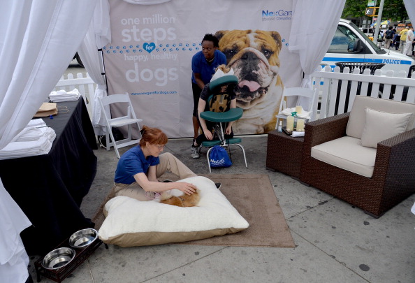 10 Nonprofit Organizations that are Great in Helping Dogs