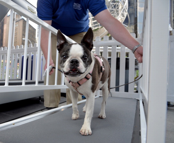 10 Nonprofit Organizations that are Great in Helping Dogs