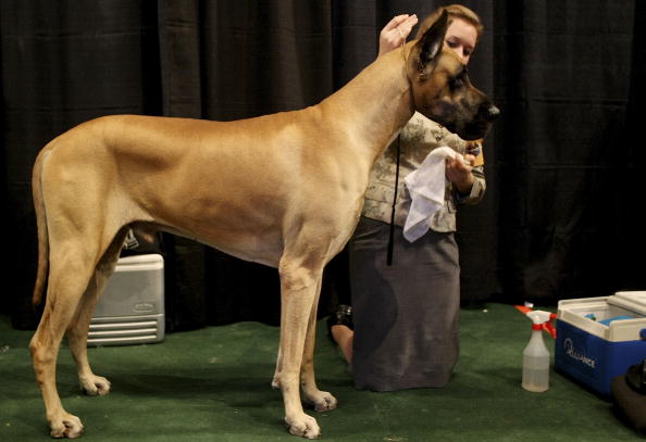 15 Dog Breeds That Love To Do Hard Work