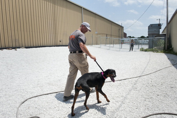 15 Breeds Who Make the Best Watch Dogs