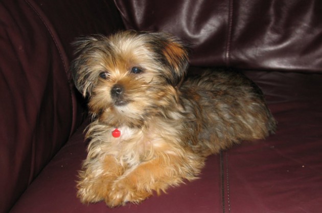 Why Your Next Pet Should Be a Shih Tzu Yorkie Mix