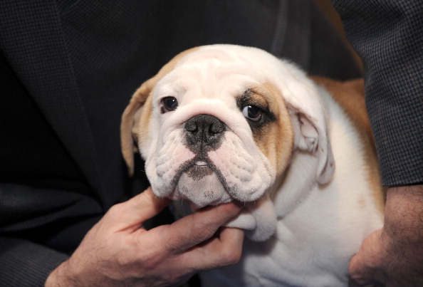20 Things that Only Bulldog Owners Would Understand