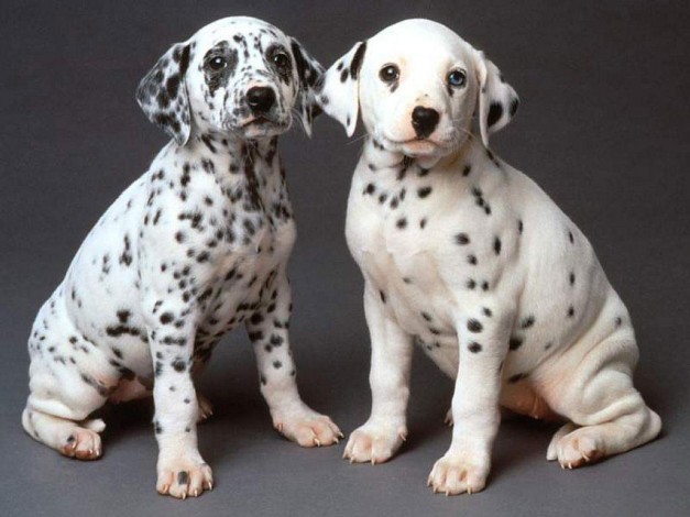 20 of the Most Adorable Puppies with Spots