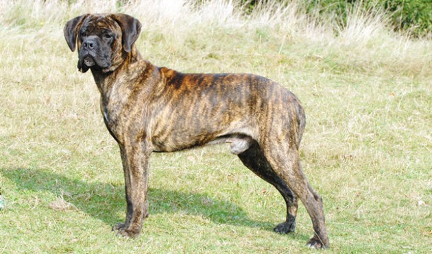 Cane Corso Dog Breed Information and Photos