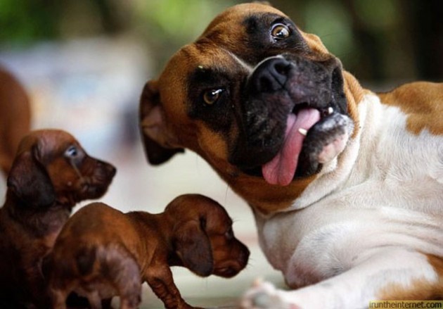 20 Images of Dogs that Will Make You Smile
