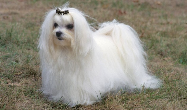 20 Things You Didn't Know About The Maltese Breed