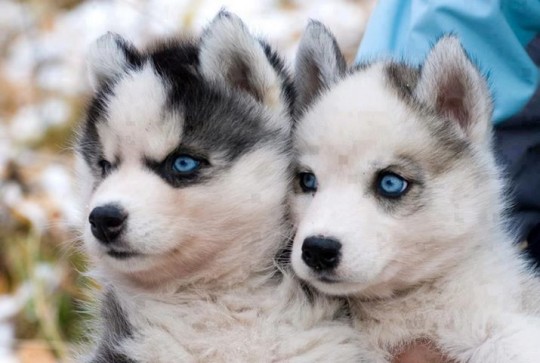 The Weirdest Hybrid Dog Breeds That Actually Exist