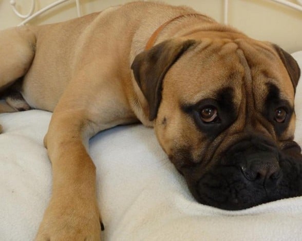 What You Need To Know About The Bullmastiff