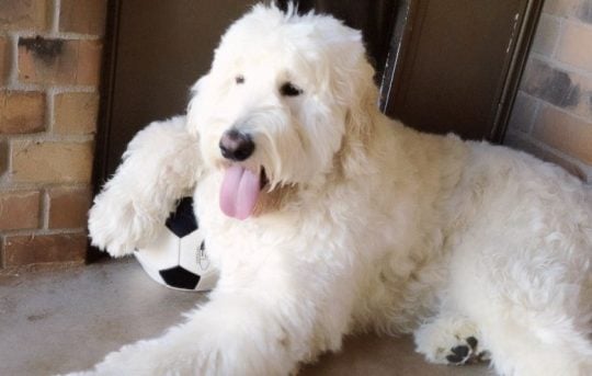 The 20 Worst Dog Breeds For Shedding