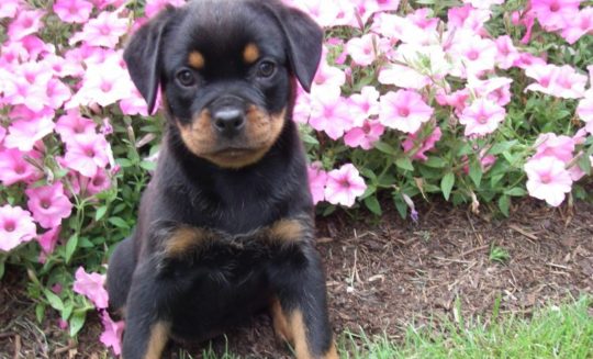 Seven of the Most Interesting Rottweiler Mixes