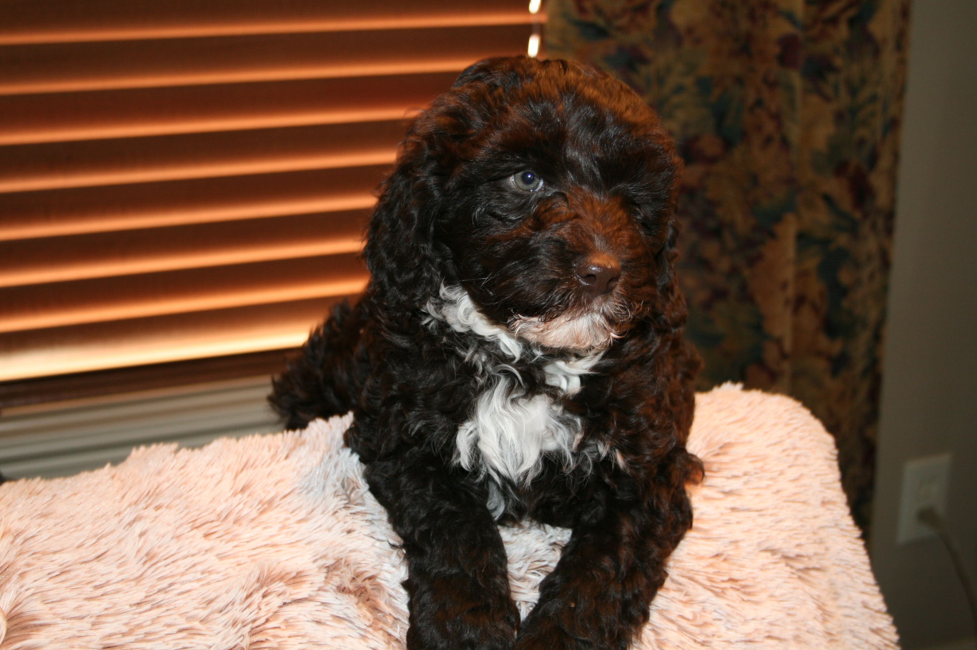 The 14 Different Colors of the Australian Labradoodle