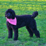 The 14 Different Colors of the Australian Labradoodle