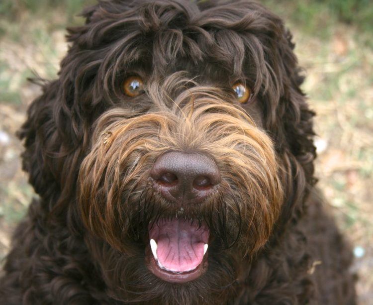 The 14 Different Colors of the Australian Labradoodle