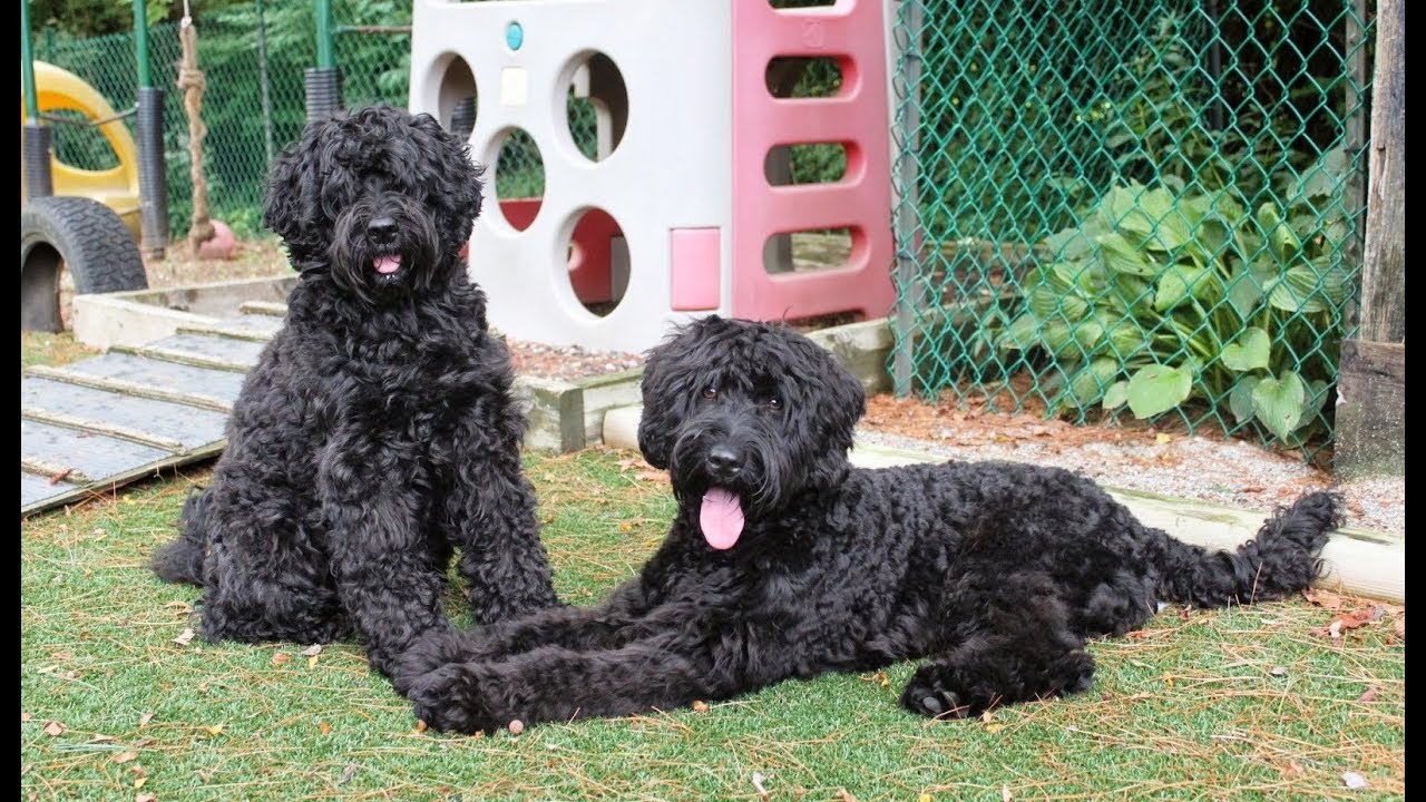 The 14 Different Colors of the Australian Labradoodle