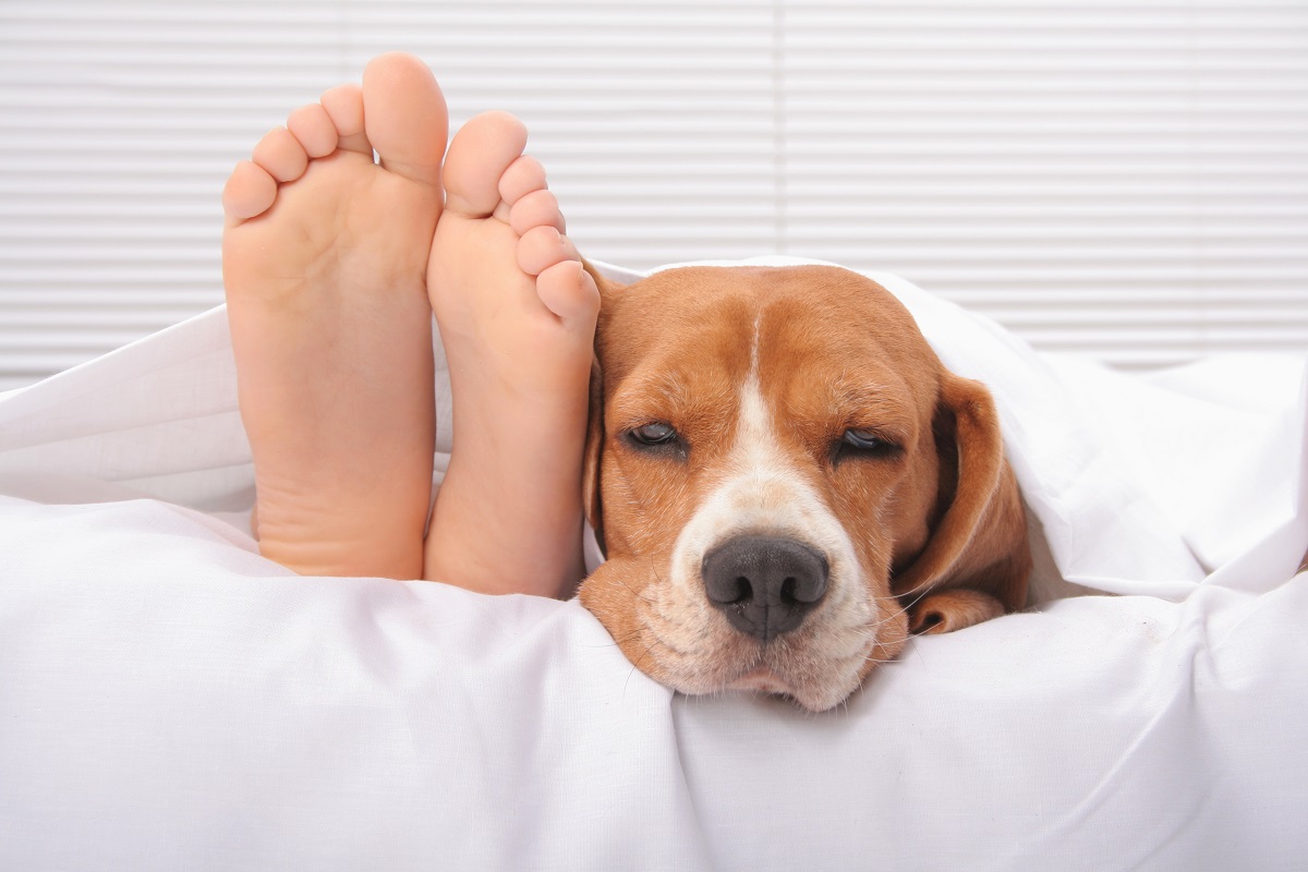 20 Things Only Large Dog Owners Understand