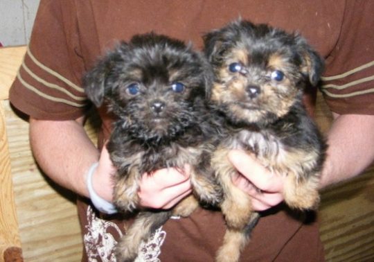 10 Things You Didn't Know About The Wolador