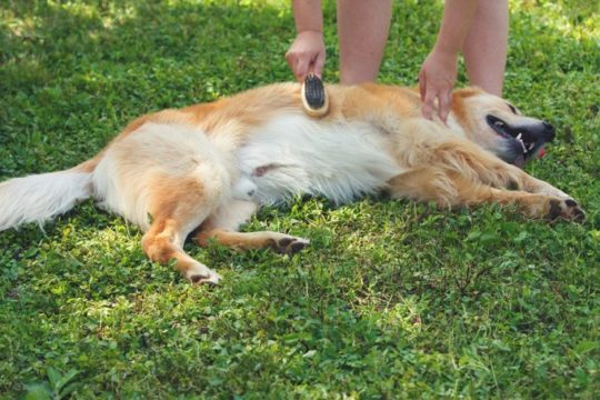 What are Raised Hackles in Dogs and What Does it Mean?