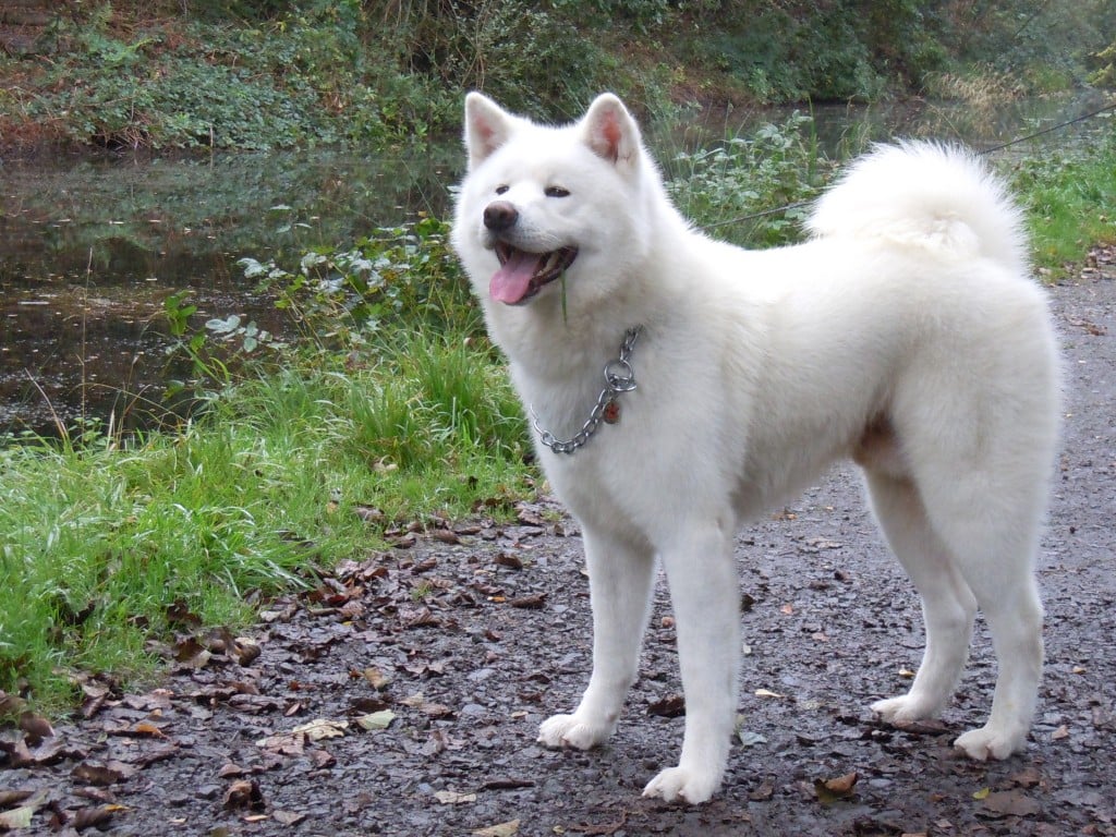 20 Things Only Akita Owners Would Understand