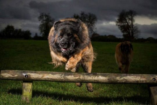10 Things You Didn't Know About The Wolador