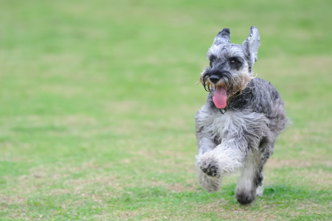 20 Things Only Schnauzer Owners Would Understand