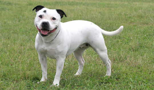 20 Dog Breeds Perfect for Autistic Children