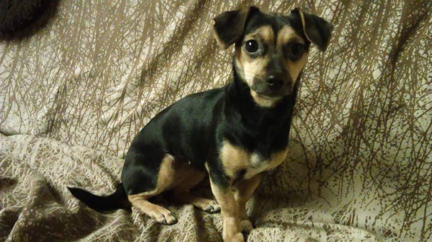20 Things Only Chiweenie Owners Would Understand