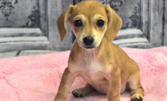 20 Things Only Chiweenie Owners Would Understand