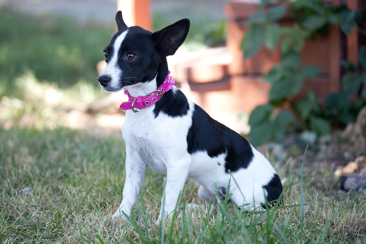 20 Things Only Chiweenie Owners Would Understand