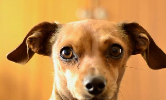 20 Things Only Chiweenie Owners Would Understand